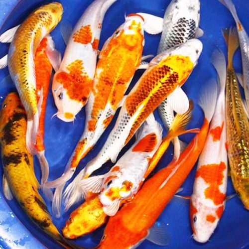 5 Fish Koi Pack(6 to 8 inches) - Colossal Koi