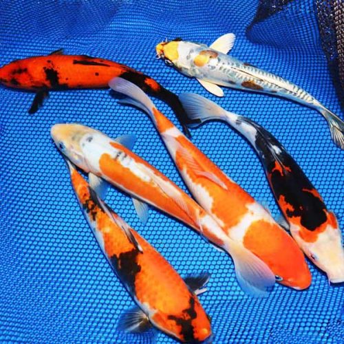 3 Fish (10 to 12 inches) - Colossal Koi